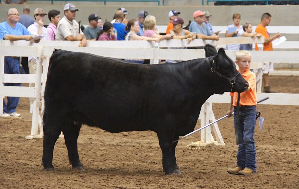 Junior Beef Round-Up breeds skills, confidence in 4-H youth | Clemson News