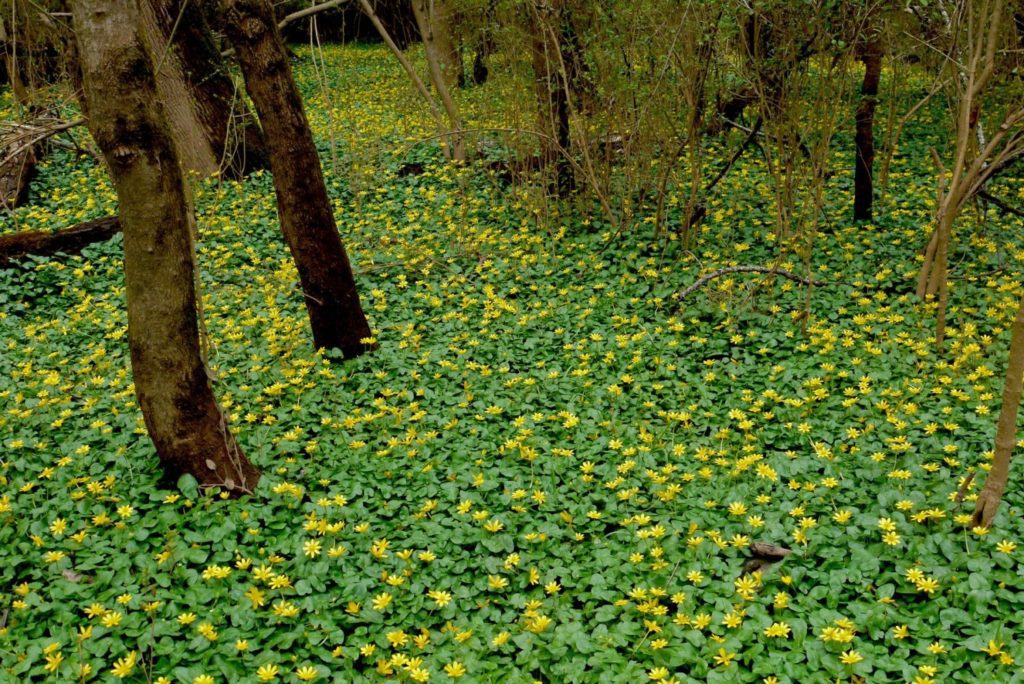 Authorities ask public to help find highly invasive fig buttercup ...