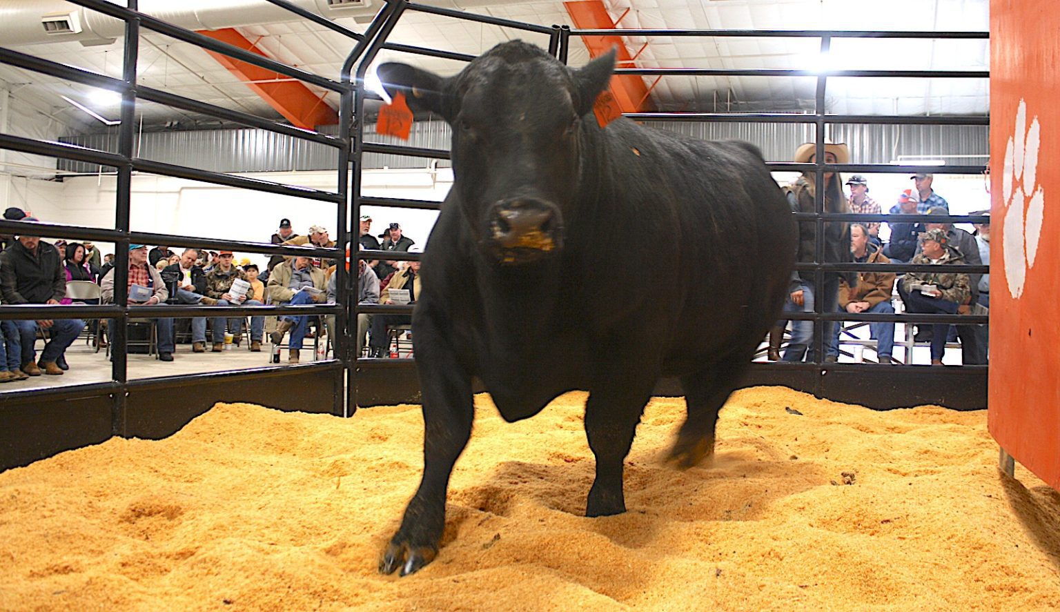 Clemson Bull Test graduates new class of cattle genetics | Clemson News