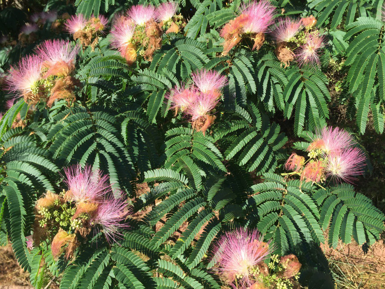 Clemson Extension workshops take aim at destructive invasive species ...