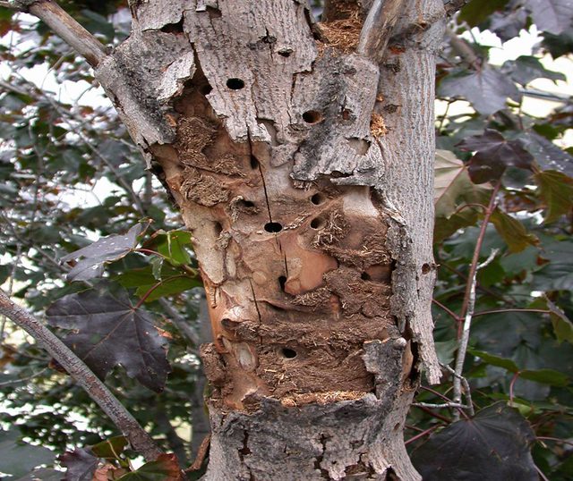 Inspectors survey Low Country trees after invasive beetle discovered ...