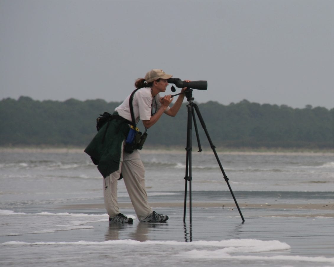 Biological Sciences alumna’s international project protects shorebirds ...