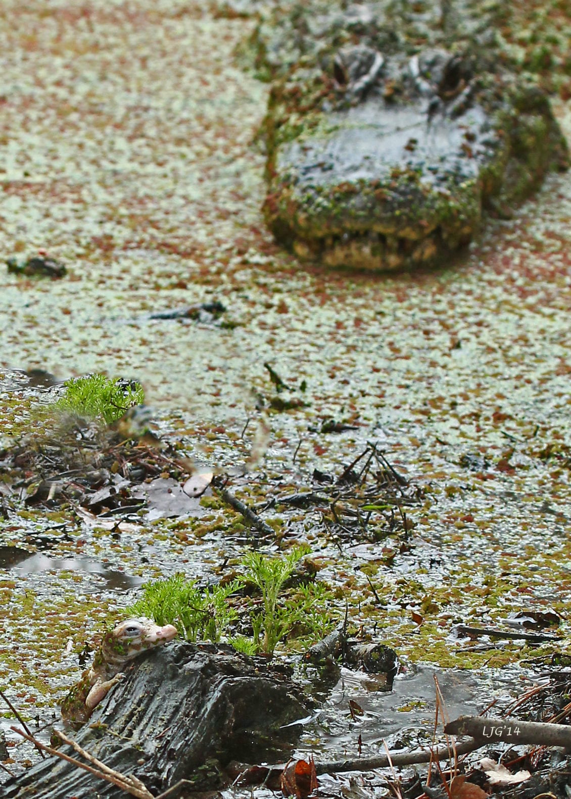 Clemson researcher details discovery of rare, white-skinned alligators ...