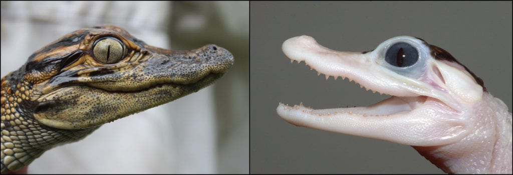 Clemson researcher details discovery of rare, white-skinned alligators ...