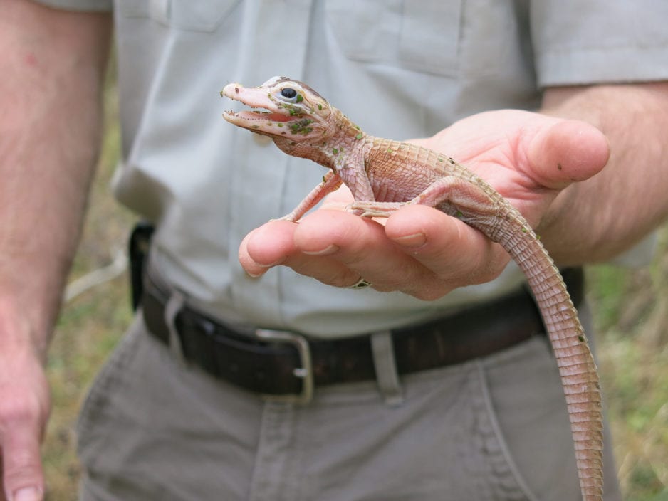 Clemson researcher details discovery of rare, white-skinned alligators ...