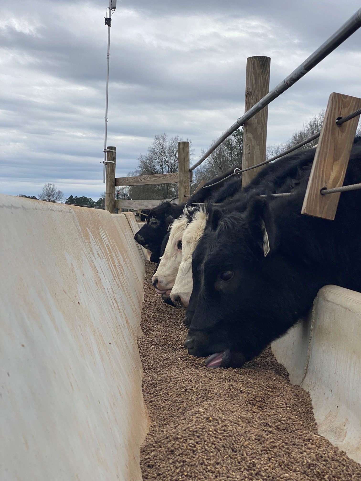 Clemson Offers App To Help Calculate Feed Rations Clemson News