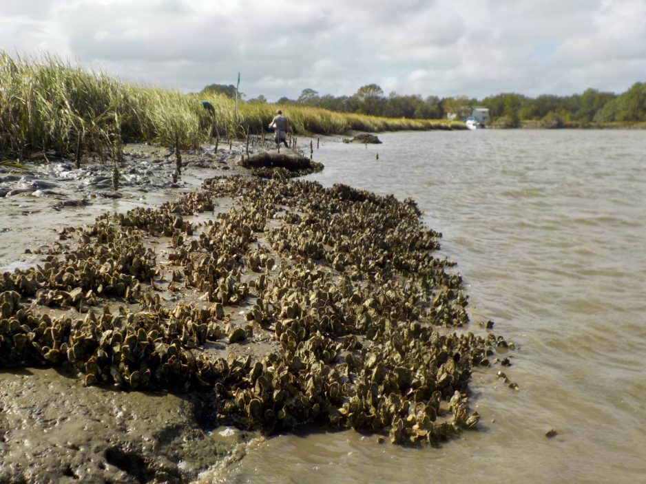 Installation of living shorelines provides powerful tool to protect SC ...