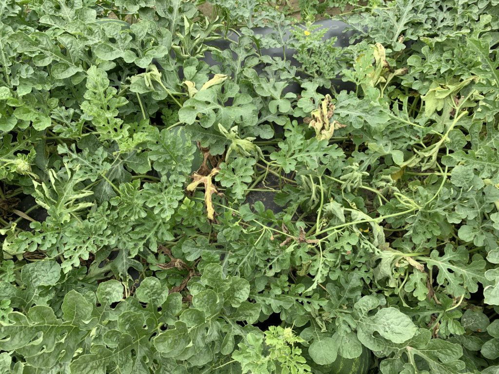 Clemson research shows cultivar selection critical for managing ...