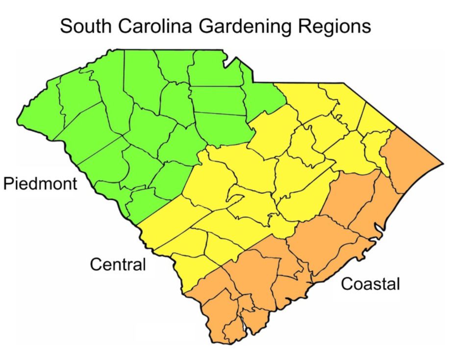 Clemson research shows cultivar selection critical for managing ...