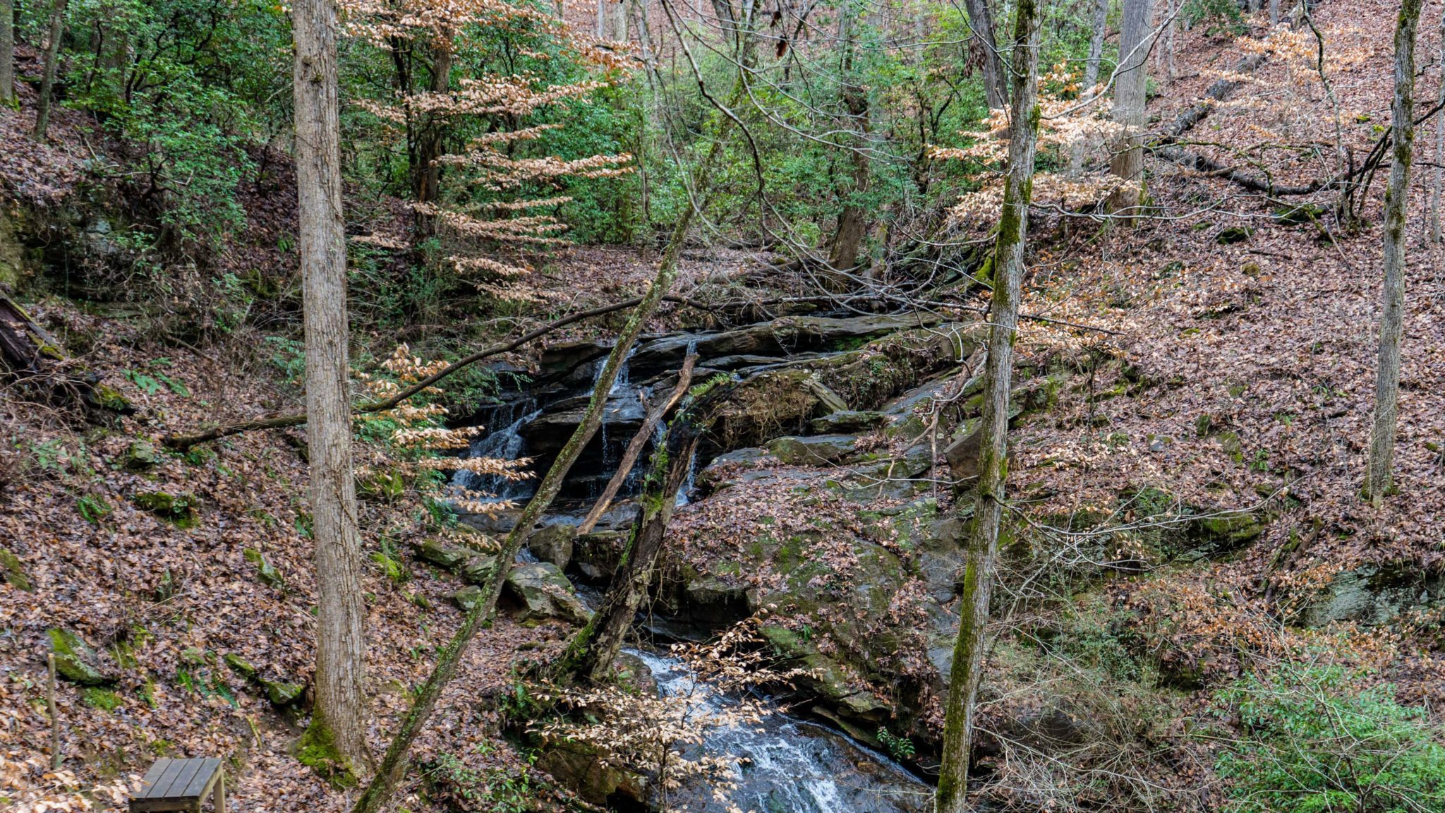 Researchers learn more about the extraordinary biodiversity of the ...