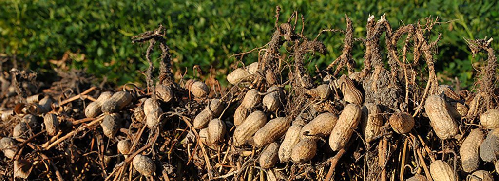 Get soil tested at Clemson Ag Service Lab | Clemson News
