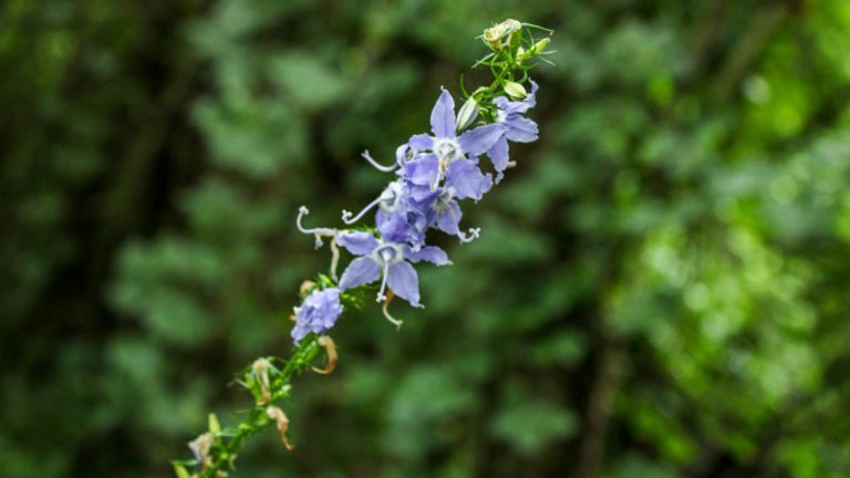 Study supports stronger conservation efforts in Southeast glacial ...