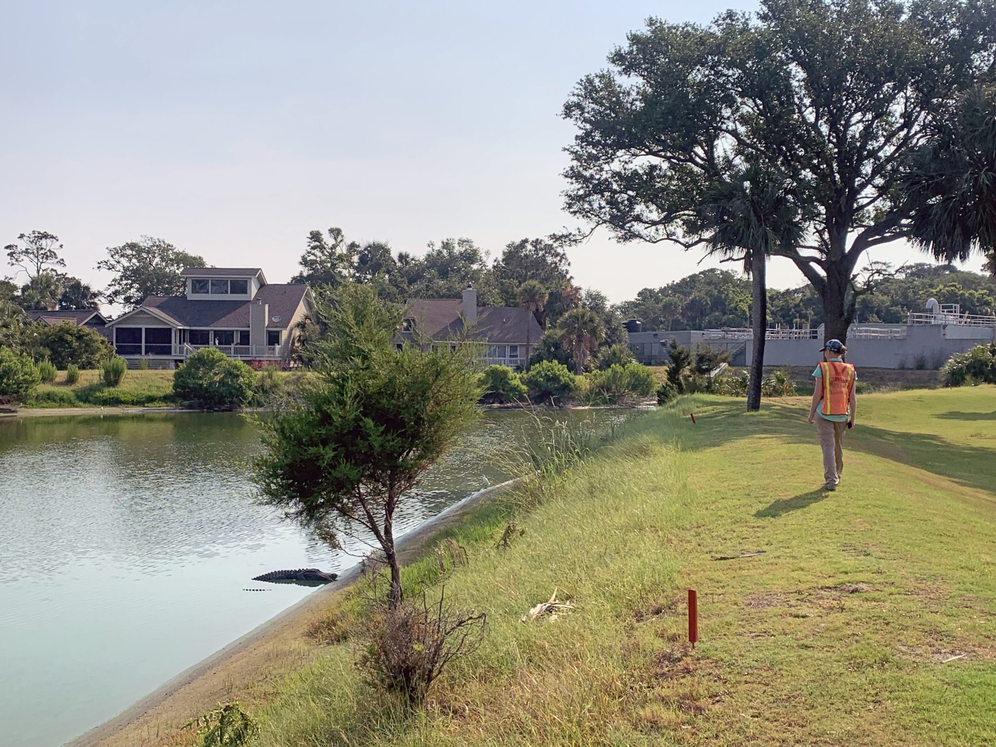 Clemson researchers helping humans, alligators coexist in coastal SC ...
