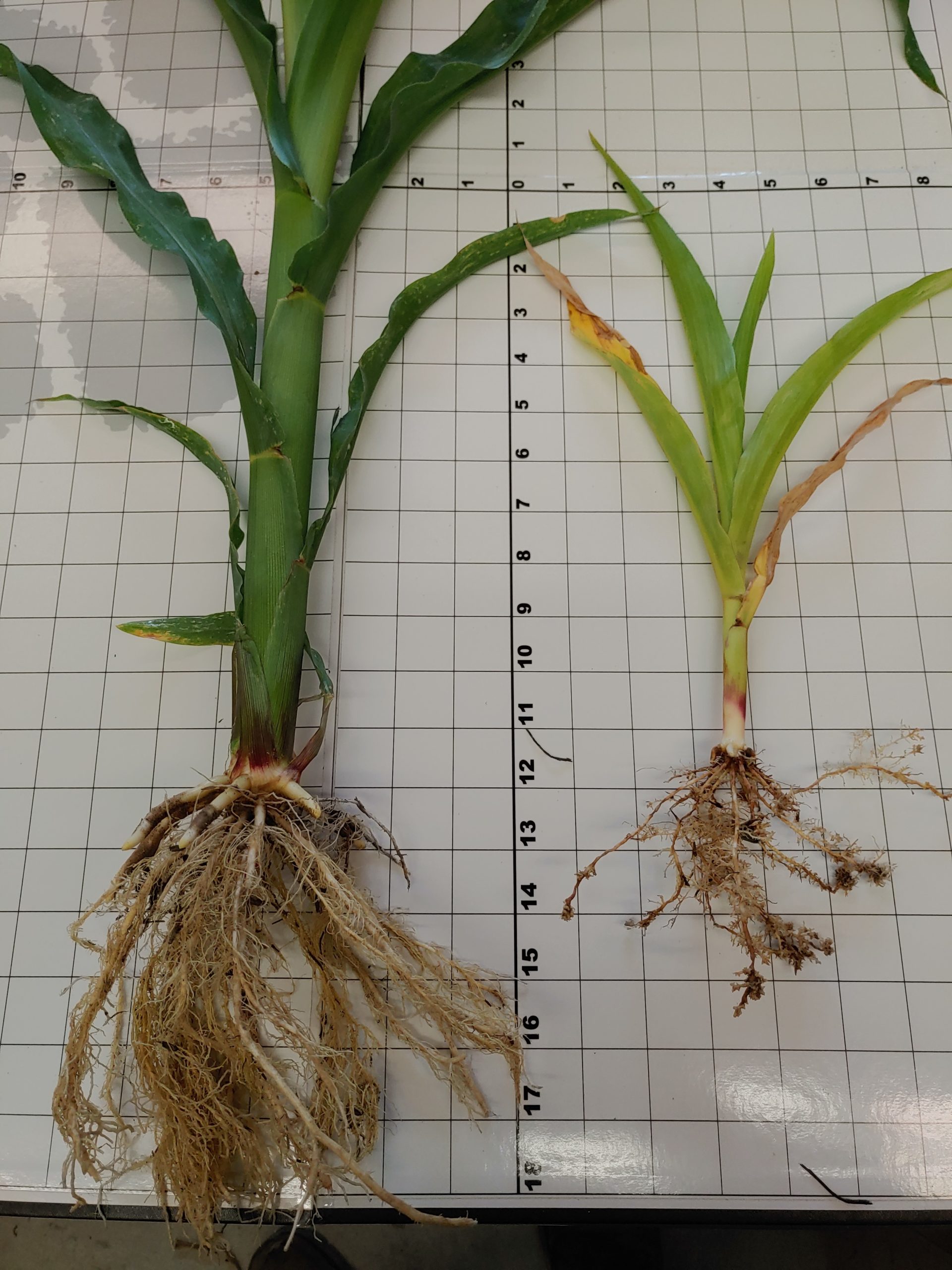 Nematode discussion highlights 2022 Clemson Corn Field Day | Clemson News