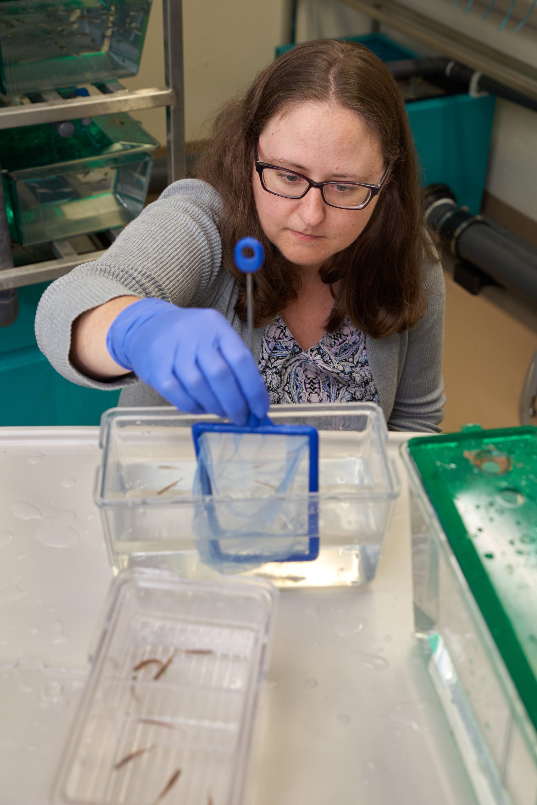 Research could lead to precision therapies for inflammatory diseases ...