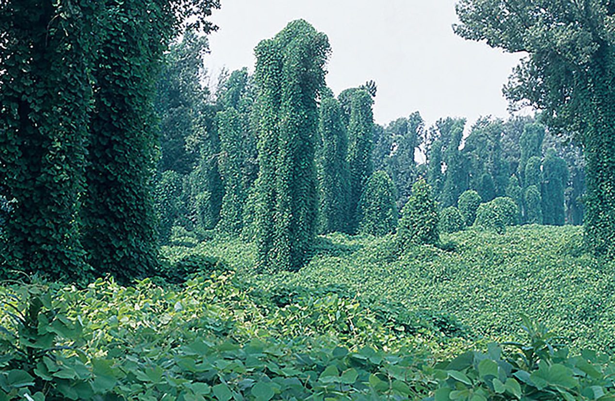 Clemson researcher uses common millet/kudzu to create biodegradable ...