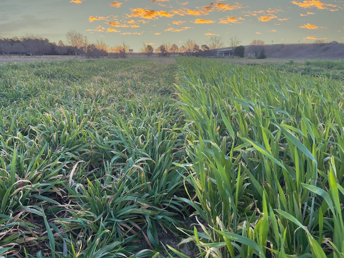Clemson experts explain drought protection measures for forages and ...