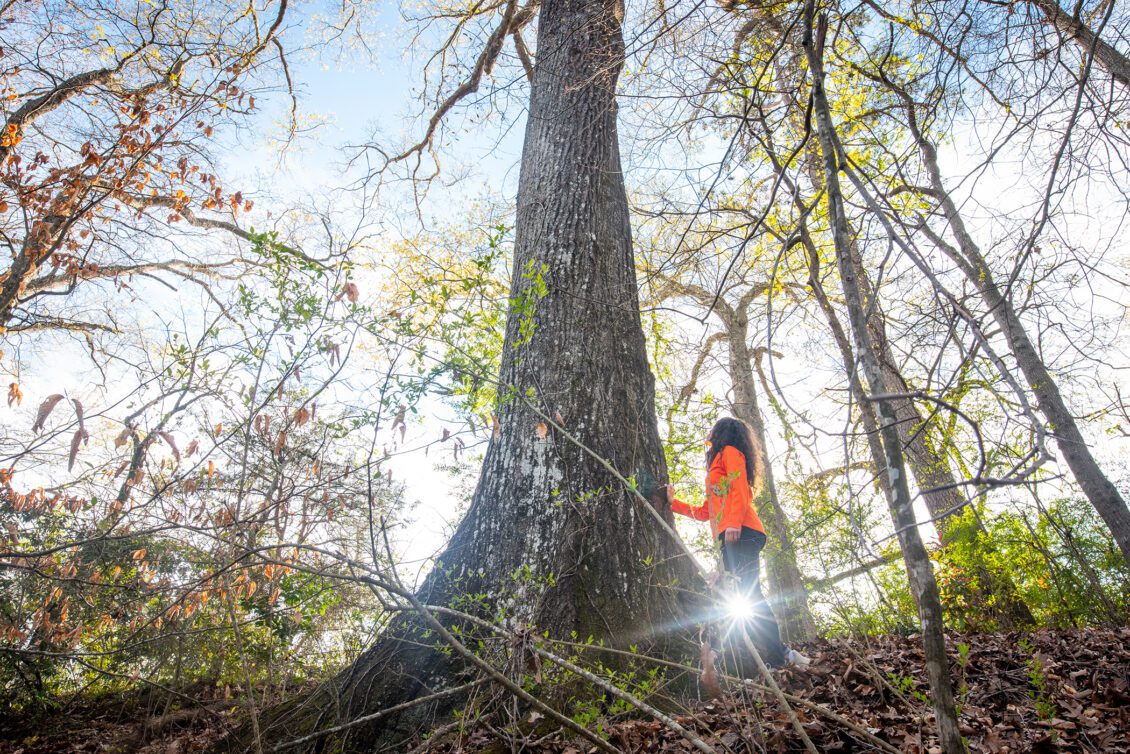 Direct descendant of Newton’s famous apple tree to be planted on ...