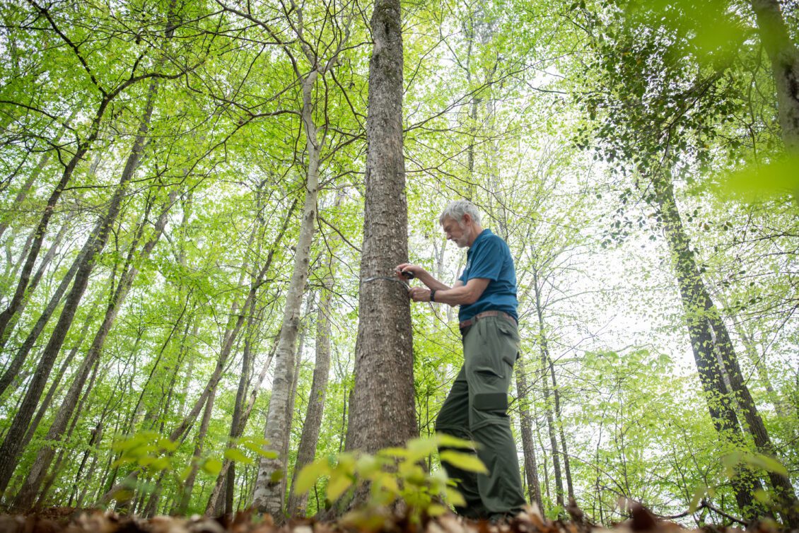 Standing champions: Clemson campus boasts dozens of SC's largest trees ...