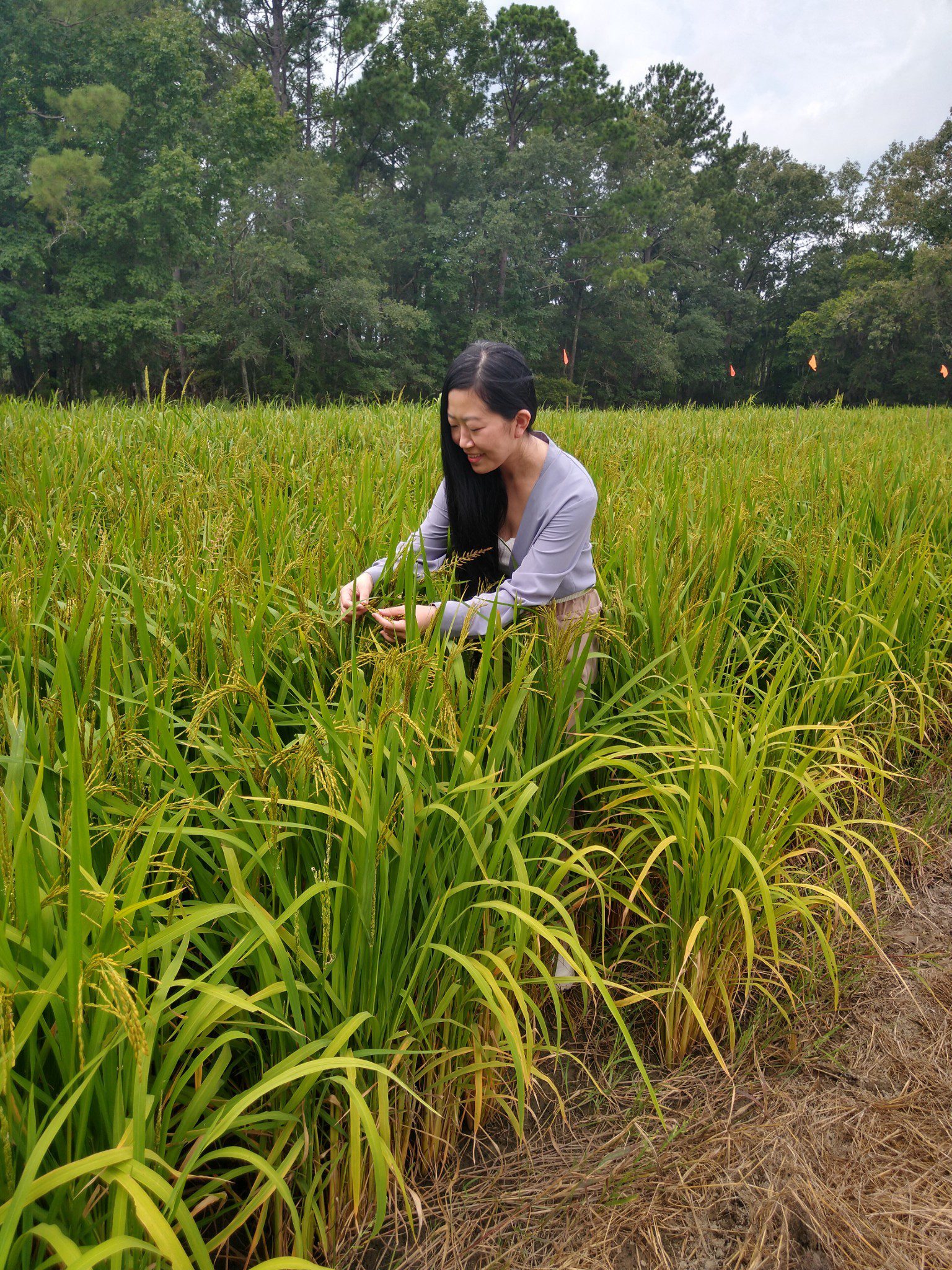 Clemson researcher studies climate-resilient rice production | Clemson News
