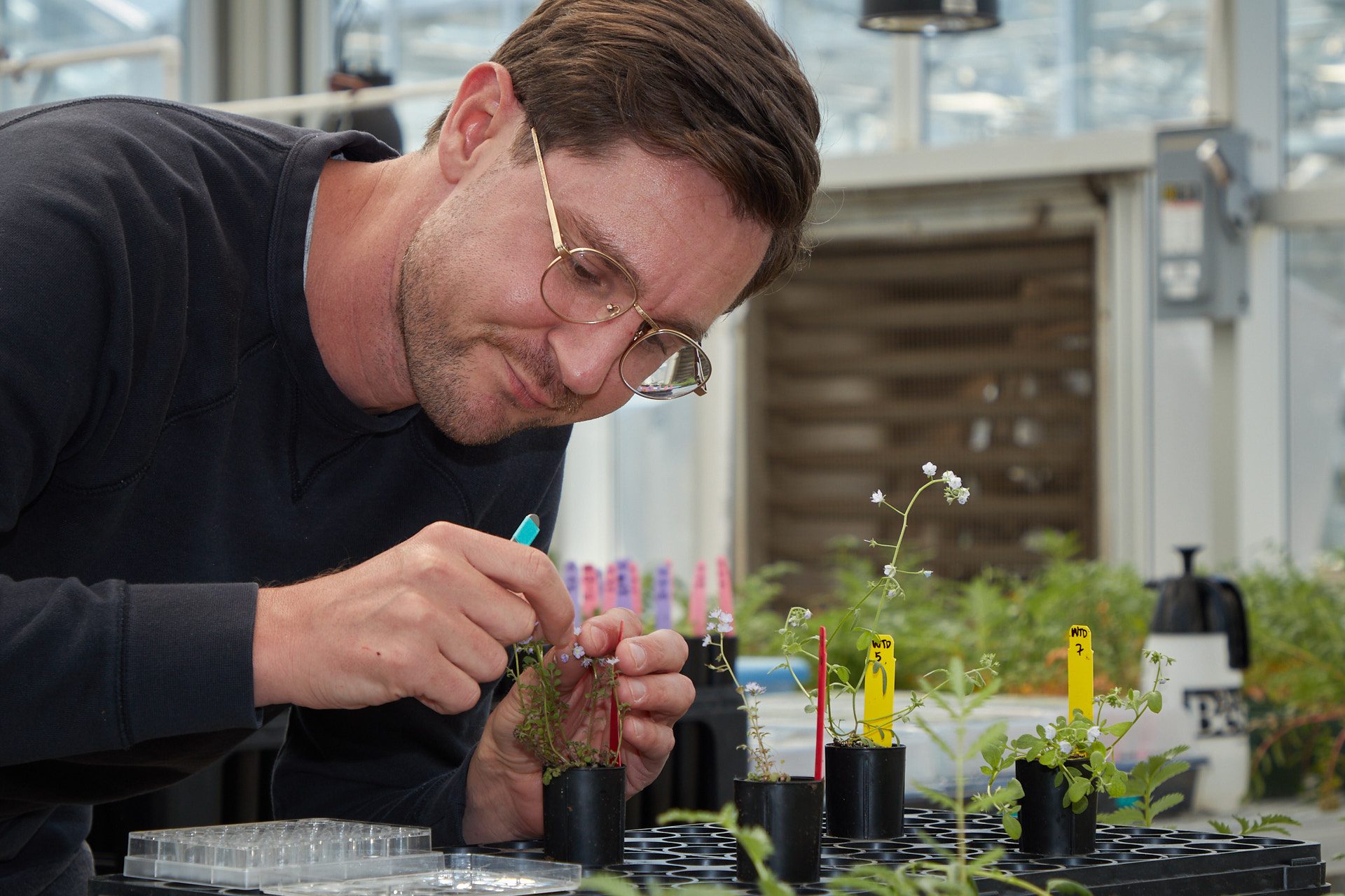 Biologist receives NSF CAREER grant to study how, why flower colors change even when pollinators ...