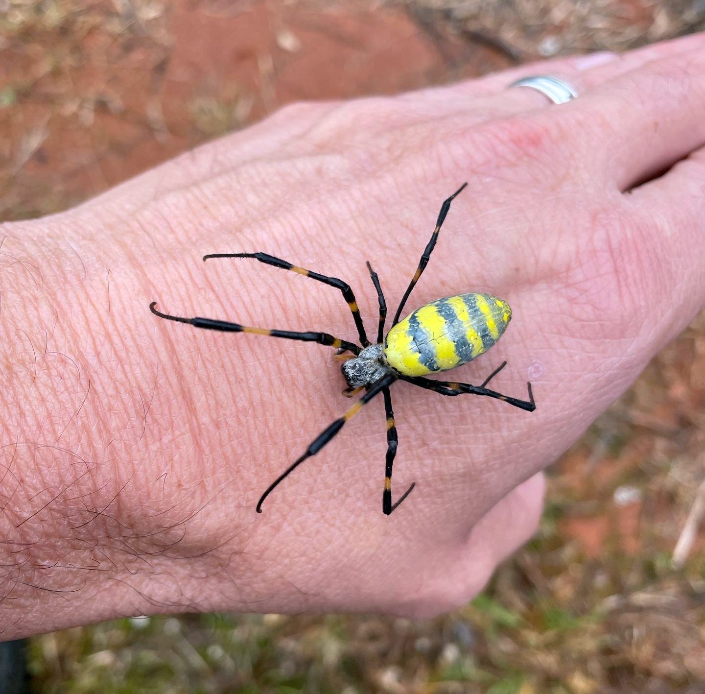 Clemson scientist: Study shows Joro spiders ‘here to stay,’ spreading ...