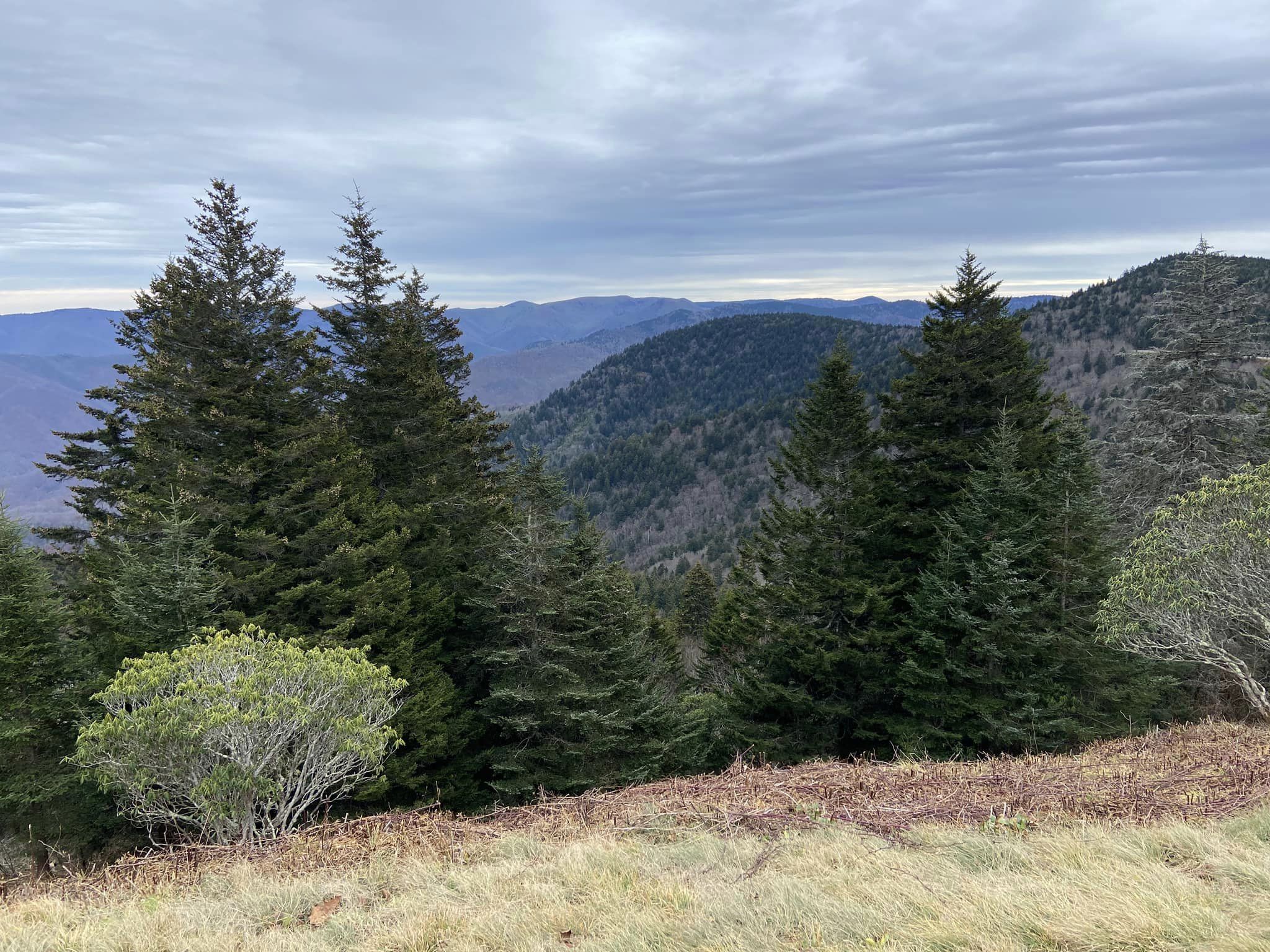 Uncovering arthropods living on Appalachian Mountain sky islands ...