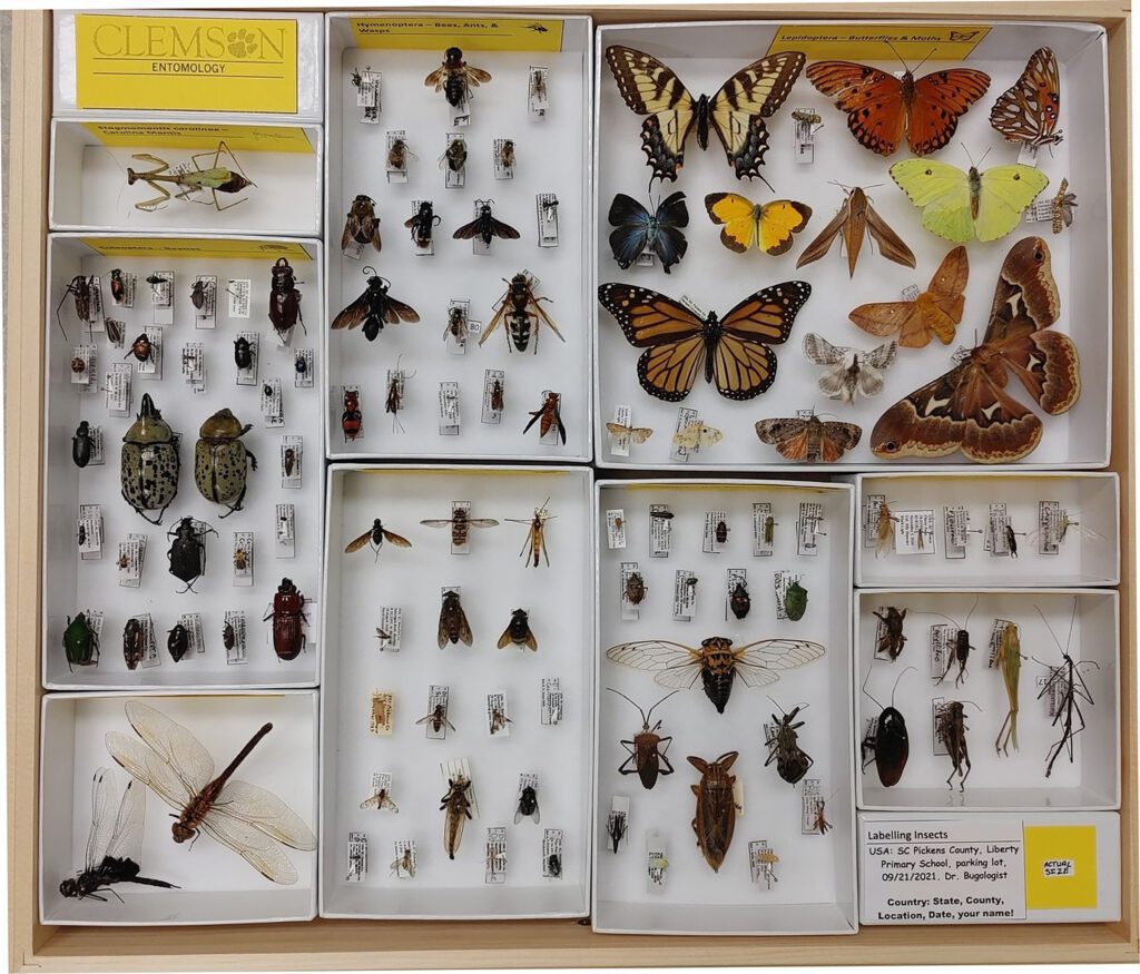 Miniature museums show how bugs are ‘cool’ | Clemson News