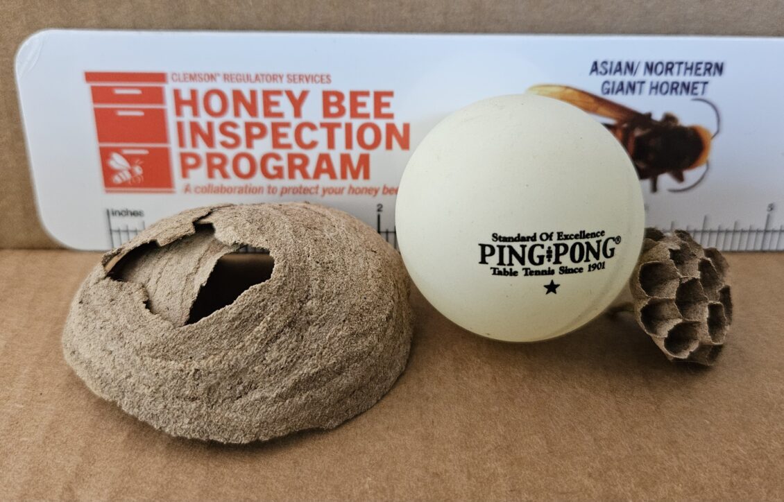 Clemson officials ask Lowcountry residents to report large hornets ...