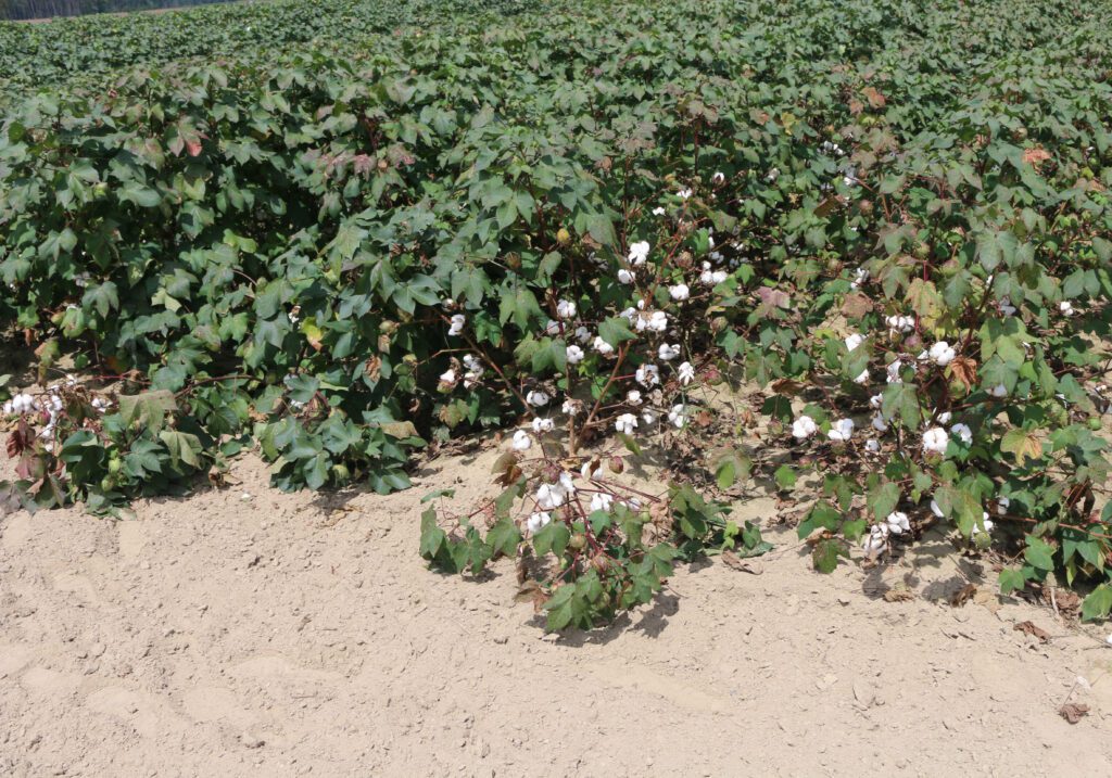 Clemson, USDA scientists research to help boost cotton production ...