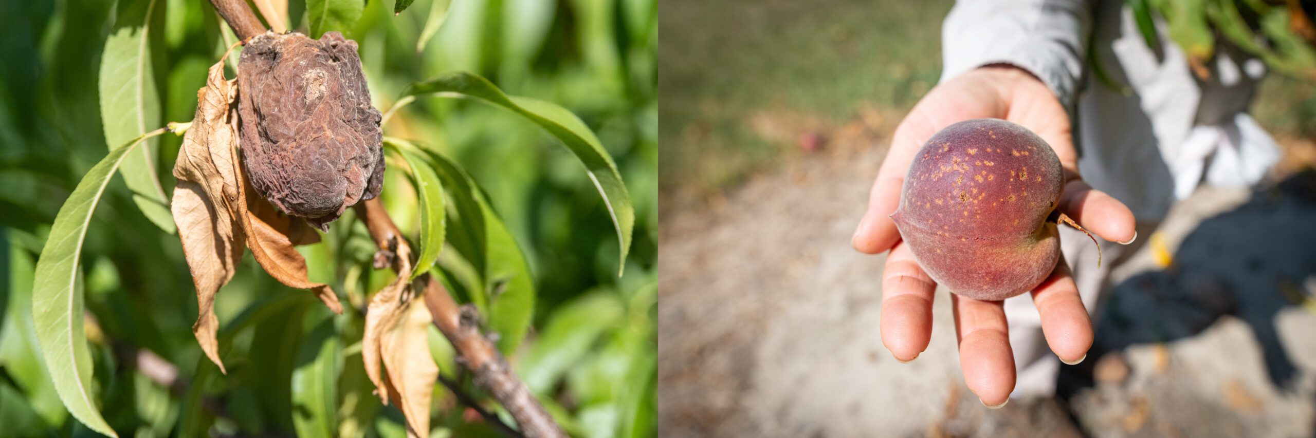 Giving peaches a chance: Clemson professor patents varieties to help ...