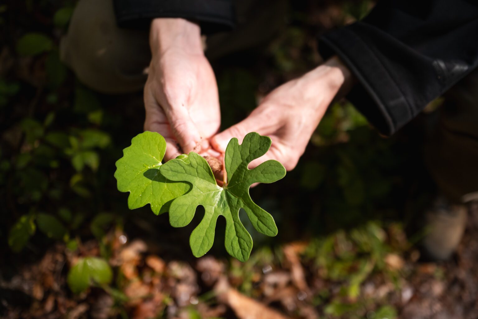 Researchers learn more about the extraordinary biodiversity of the ...