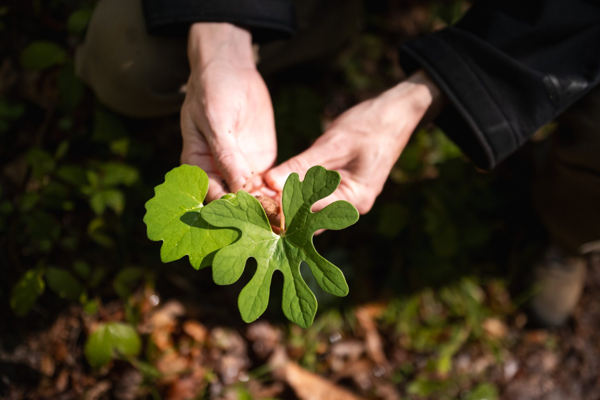 Researchers learn more about the extraordinary biodiversity of the ...
