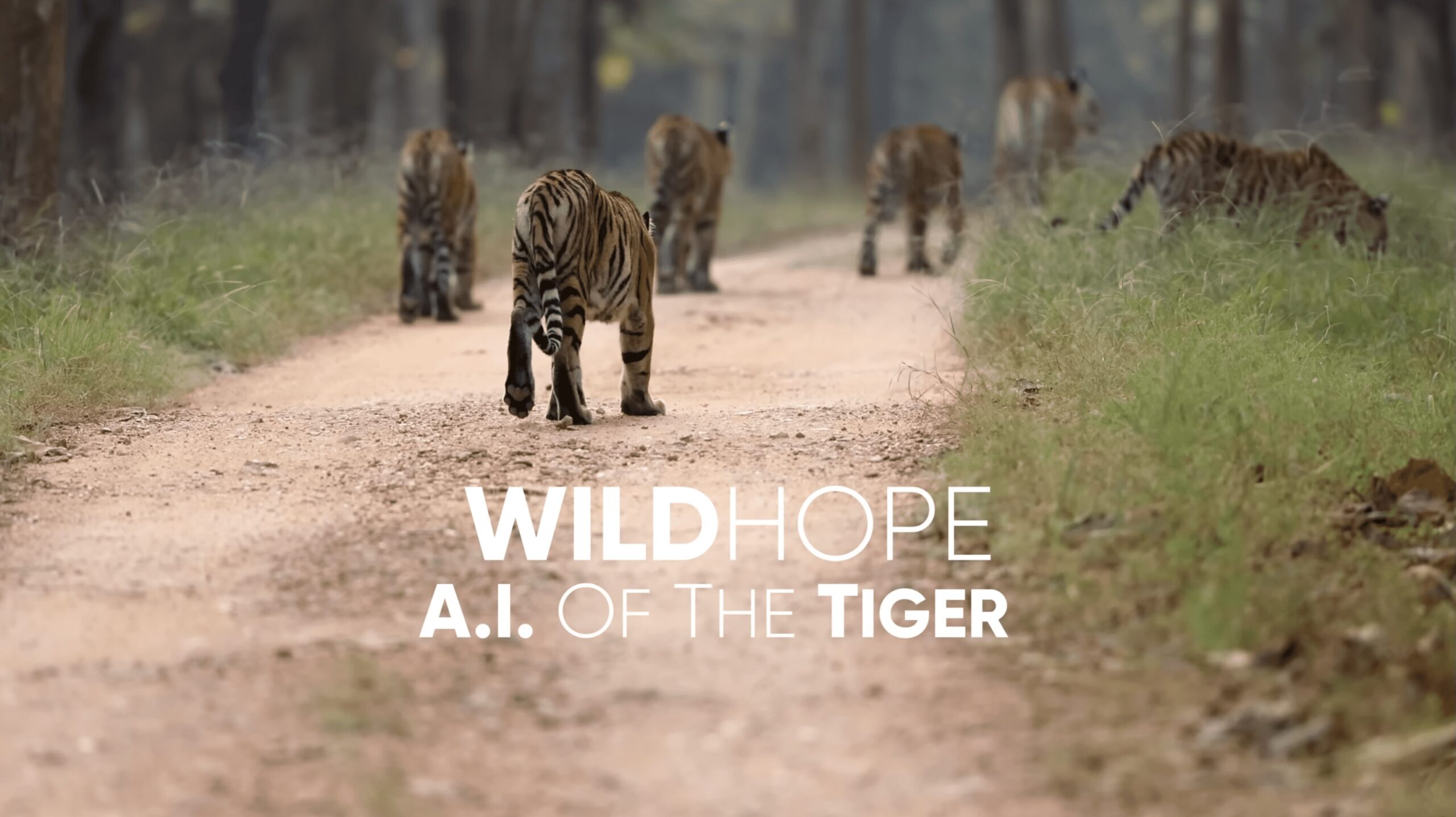 The A.I. Protecting India’s Bengal Tigers | Clemson News