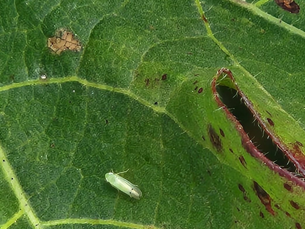 New invasive insect detected in South Carolina | Clemson News