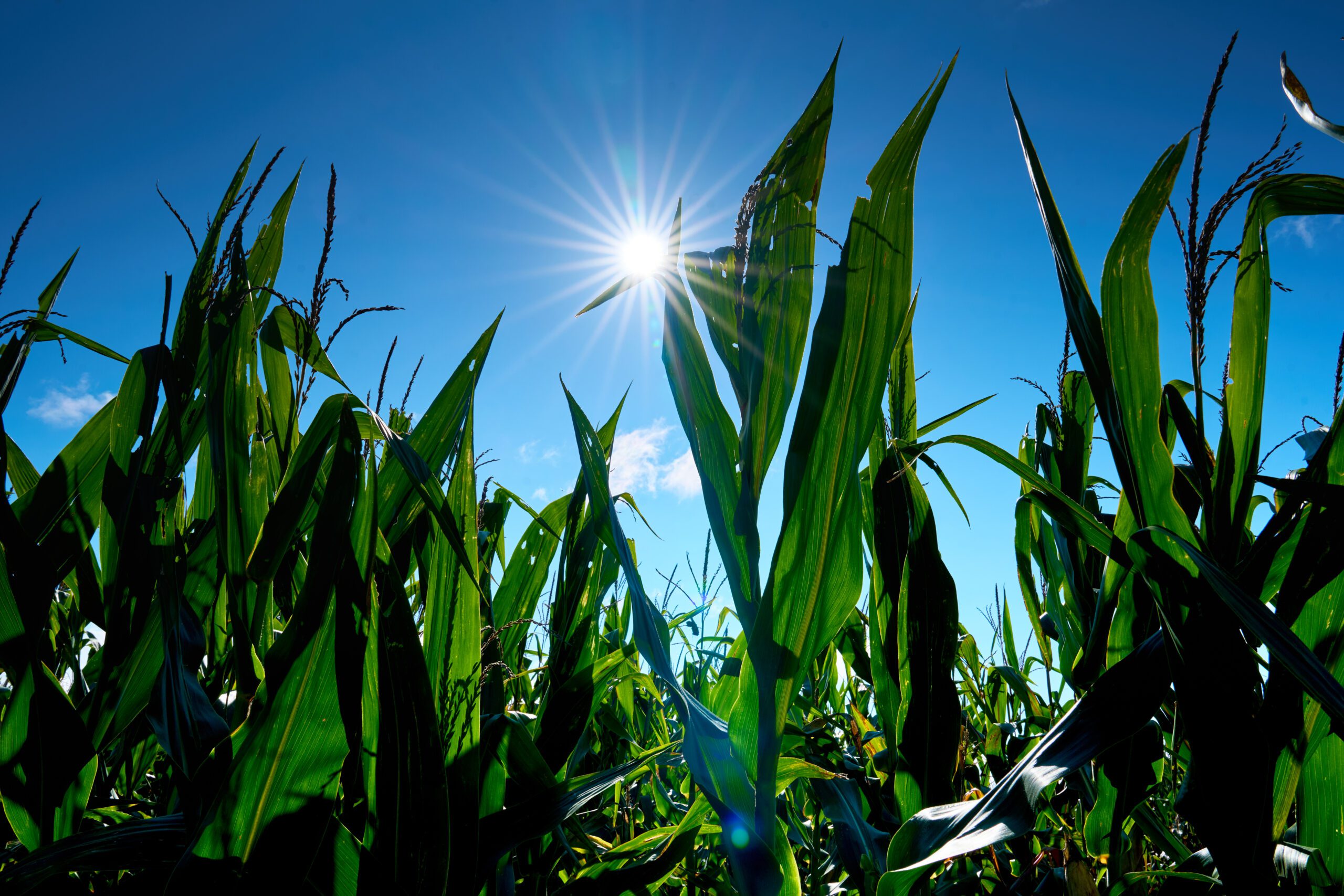 Get soil tested at Clemson Ag Service Lab | Clemson News
