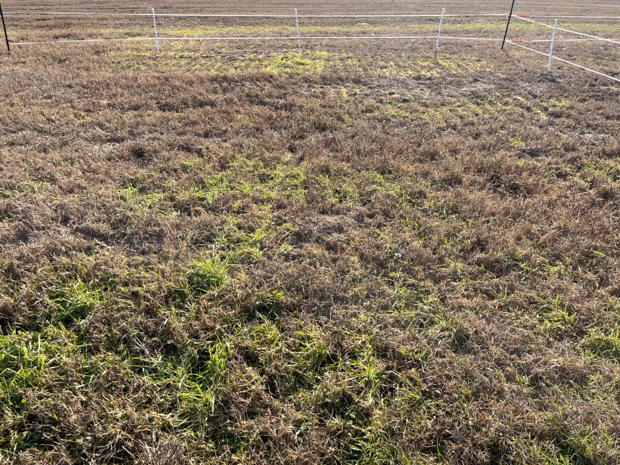 Prolonged cold weather causes widespread forage damage in South ...