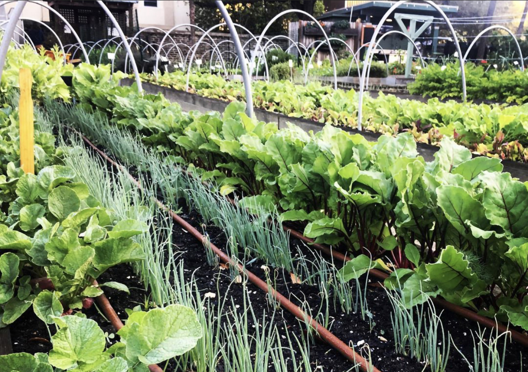 Get soil tested at Clemson Ag Service Lab | Clemson News