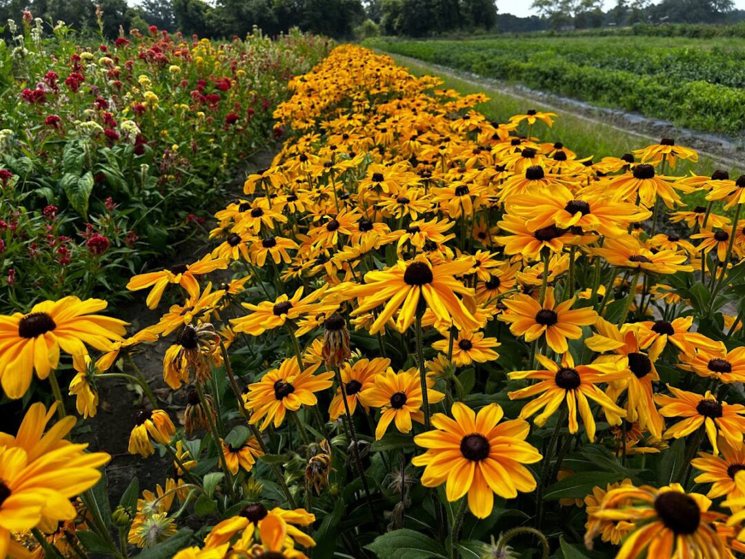 Clemson Extension releases new cut flower guide to support growing ...