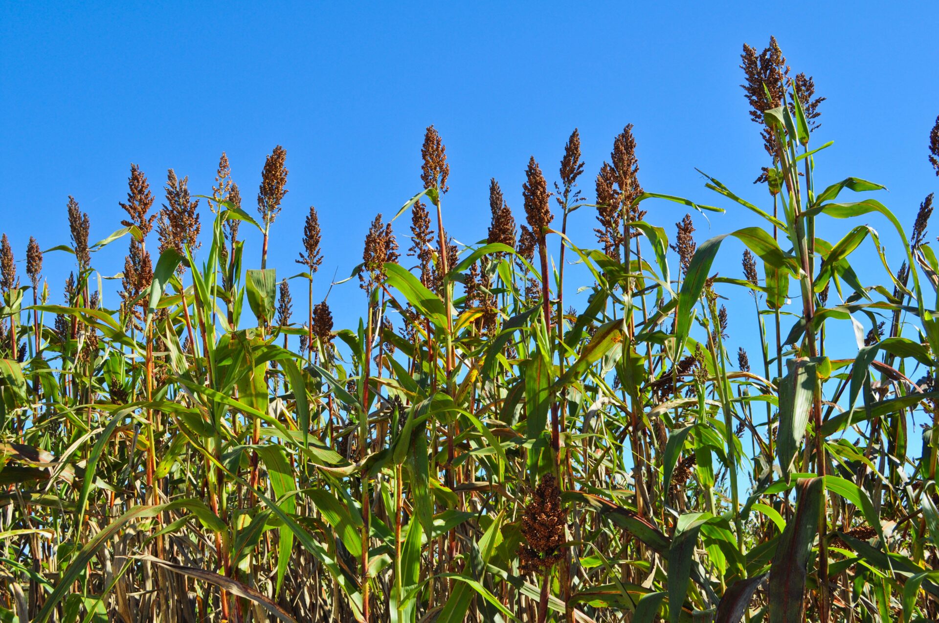 Could Southern heritage crops help shape the future of Southern ...